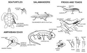 AMPHIBIANS